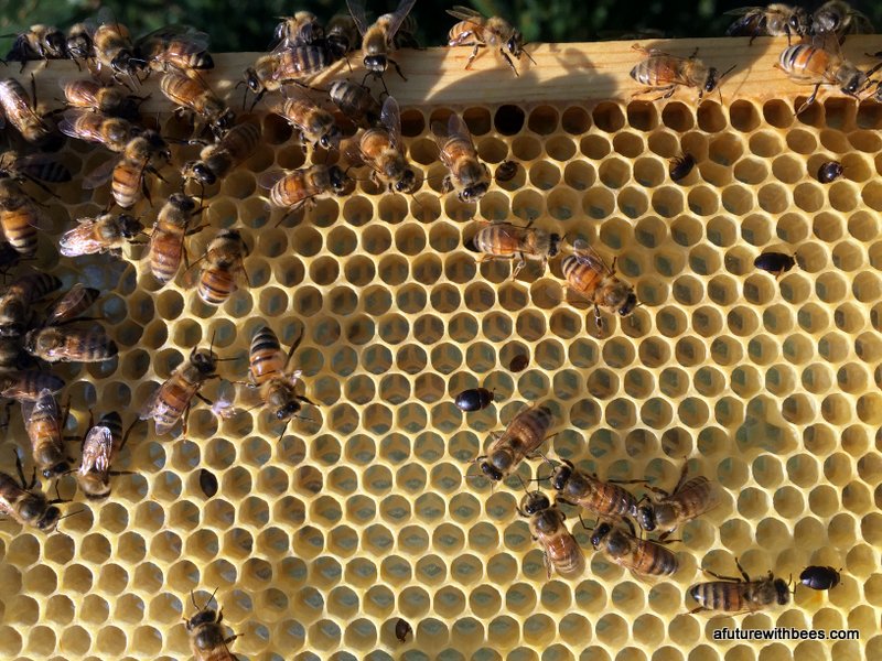 Small Hive Beetle 101