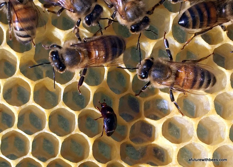 Small Hive Beetle 101