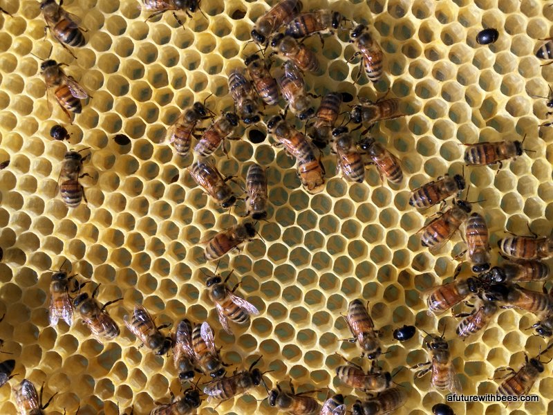 Small Hive Beetle 101